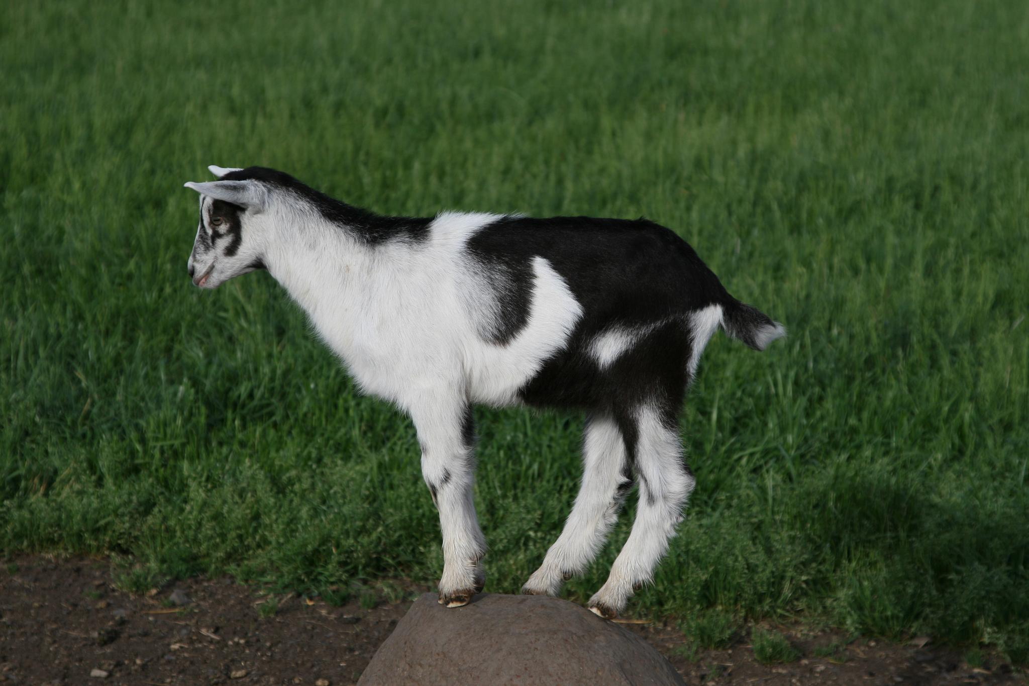 Home - Missdee's French Alpine Dairy Goats